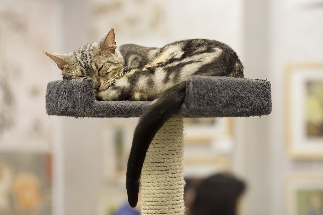 Cat Boarding Cat Boarding