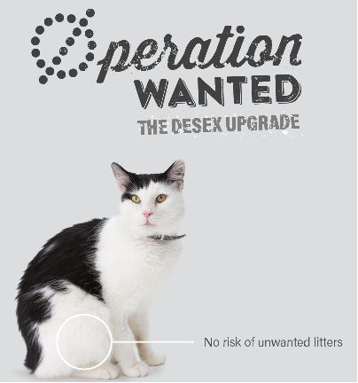operation wanted cat - Daisy Hill Veterinary Clinic